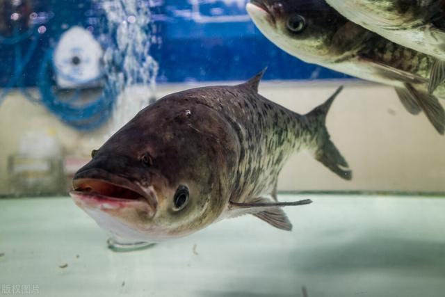 Is silver carp a fat head fish?It turns out that fat head fish also has ...