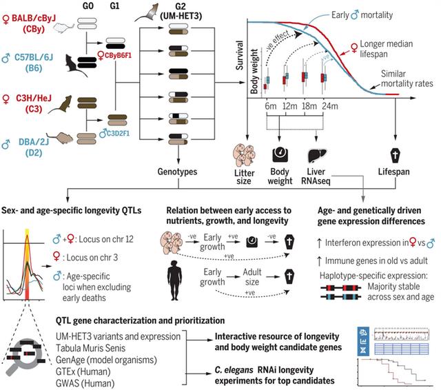 Science: Study reveals sex- and age-dependent genetic effects on ...