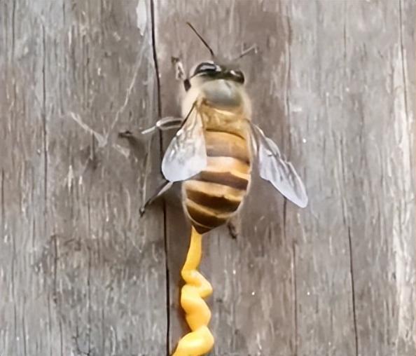 Are bees the excrement of honey? - iMedia