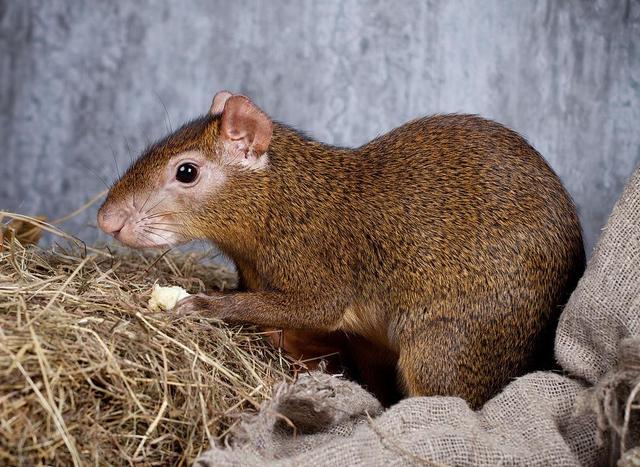 Species Encyclopedia: Agouti - iMedia