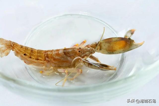 The "shrimp" that Shidao people love to eat is actually an underwater ...
