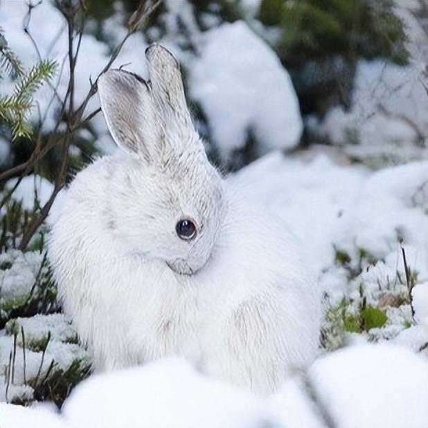 Wild rabbits are very different from domestic rabbits. Three kinds of ...