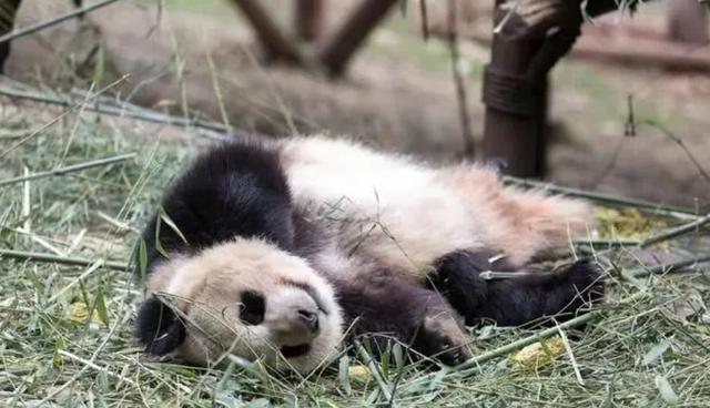 "National Treasure YY Returns to China" is hotly searched on Weibo, and ...