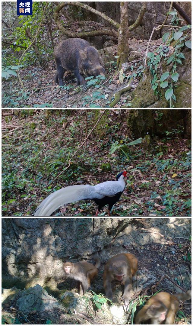 "Silly roe deer" "Bendermu"... Do you know which animals these ...