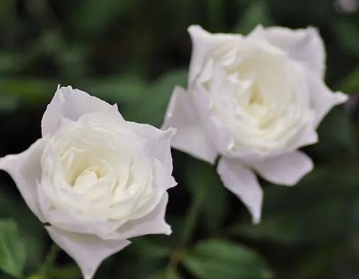 Japanese Roses: Water Drops (shizuku) - iMedia