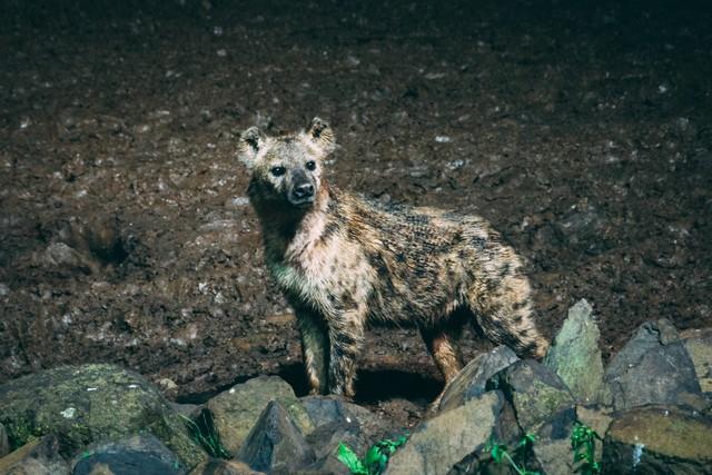 Ferocious land animals ranked 41: African wild dog - iMedia