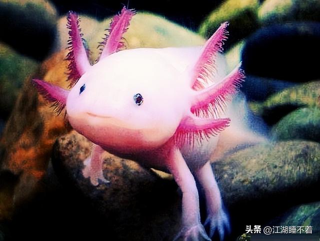 The Mystery of Regeneration of Hexagonal Dinosaurs - iMedia