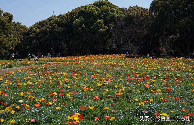 Shanghai: Appreciate Hundreds of Flowers and Enjoy Spring - iMedia