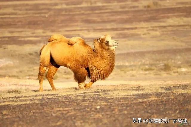 Classification of camels and breed value - iMedia