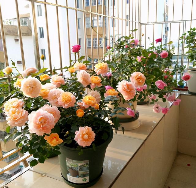 6 kinds of spicy flowers, huge amount of flowers and long flowering ...