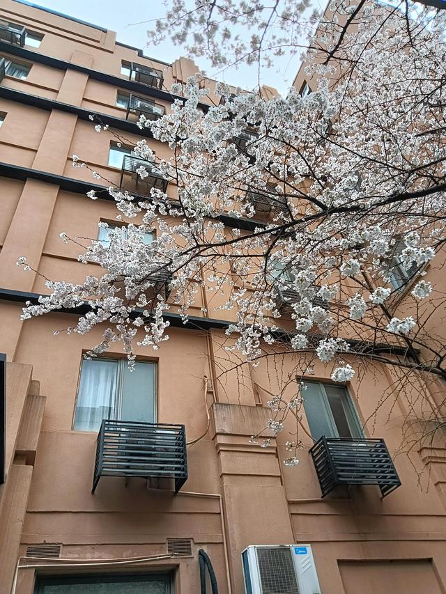Cherry blossoms at the entrance of Shanghai Memory Hotel - iMedia