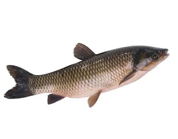 Common edible fish - grass carp - iMedia