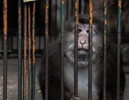 Chapter 16 of Wen Rui'an's "A Picturesque Country and Mountain" Tang ...