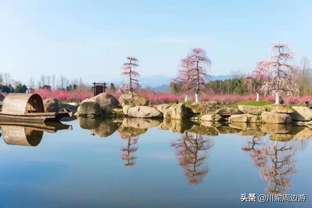 Chengdu Internet celebrity plum blossoms are blooming, go to enjoy the ...