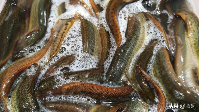 Northeast small river fish - iMedia