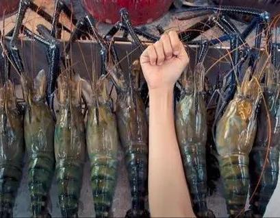 Asian tiger prawns that are 30 cm long and weigh 1 catty are flooded in ...