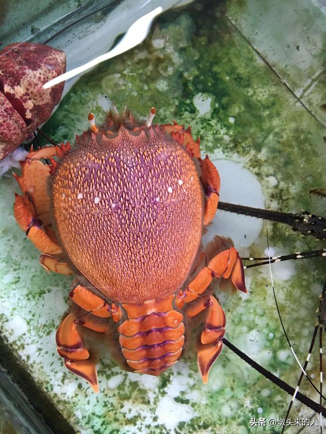 Crabs comparable to lobsters - frog crabs - iMedia