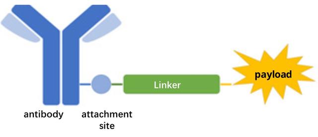 Technology │Antibody-Drug Conjugate (ADC) Linkers - iMedia