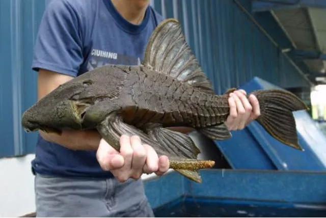 How many ornamental fish are the best?Why do fish raise singles instead ...