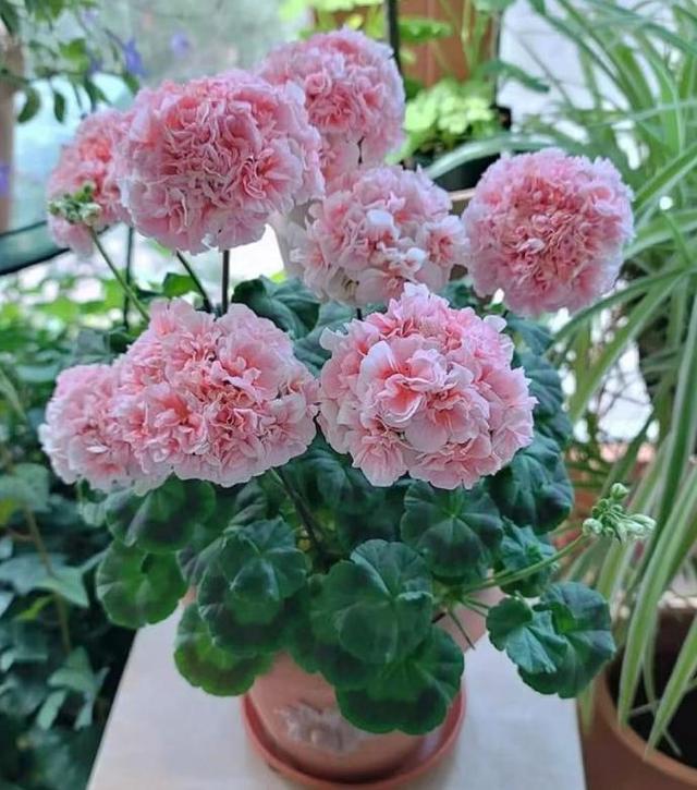 How to grow geraniums with "beauty"? You must learn to "cut" first, and ...