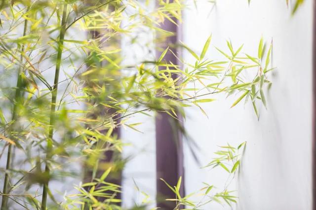 57 "Bamboo" Poems - iMedia