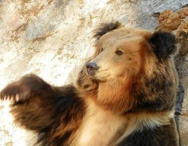 This is definitely the most enchanting bear I have ever seen! Ah~ so ...