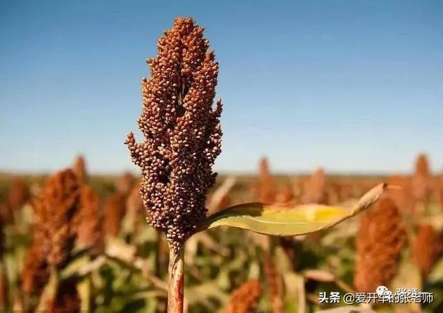 delicious sorghum rice - iMedia