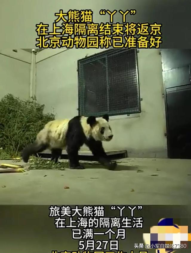 Yaya returns with her new neighbor, the super popular giant panda ...