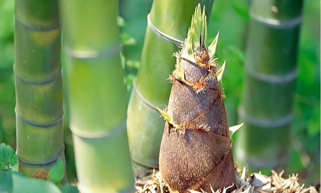 Want to lose weight but hungry? Try the spring bamboo shoots! - iMedia