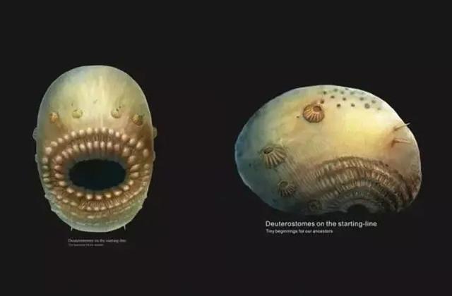 Human ancestors were eaten as snacks by insect ancestors for hundreds ...