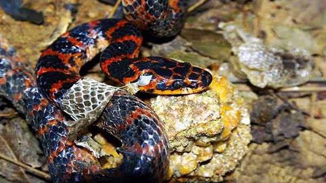 Do you know the eight common poisonous snakes in rural areas?What are ...