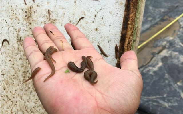 Are ugly leeches harmful to humans? After accidentally swallowing a ...