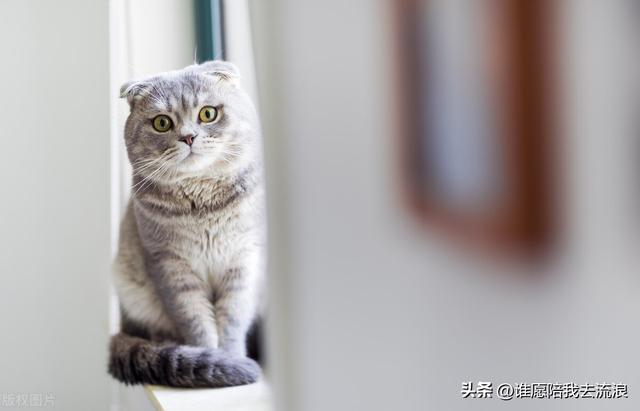 From the perspective of biological evolution, why are cats more ...