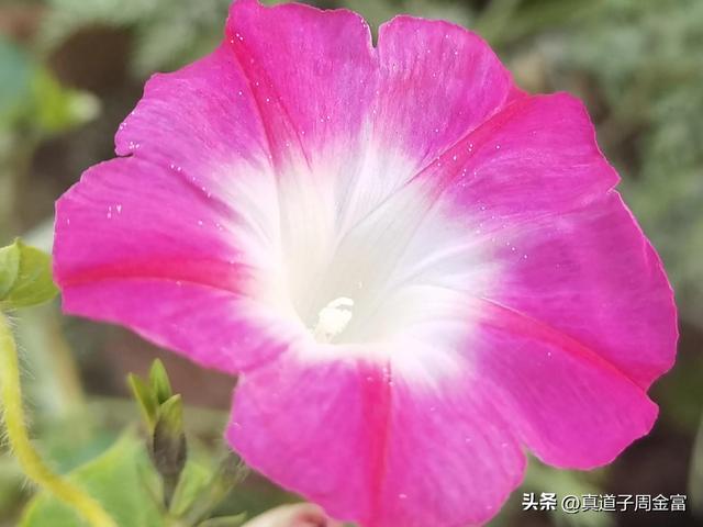 Tao begets one, one begets two, two begets three, three begets all ...