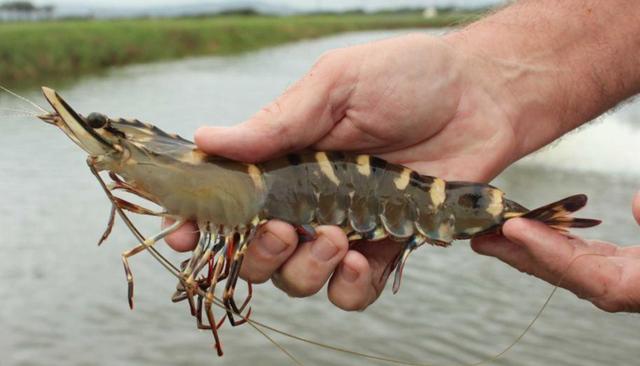 Fierce than Asian carp: Asian tiger shrimp the size of an arm ...
