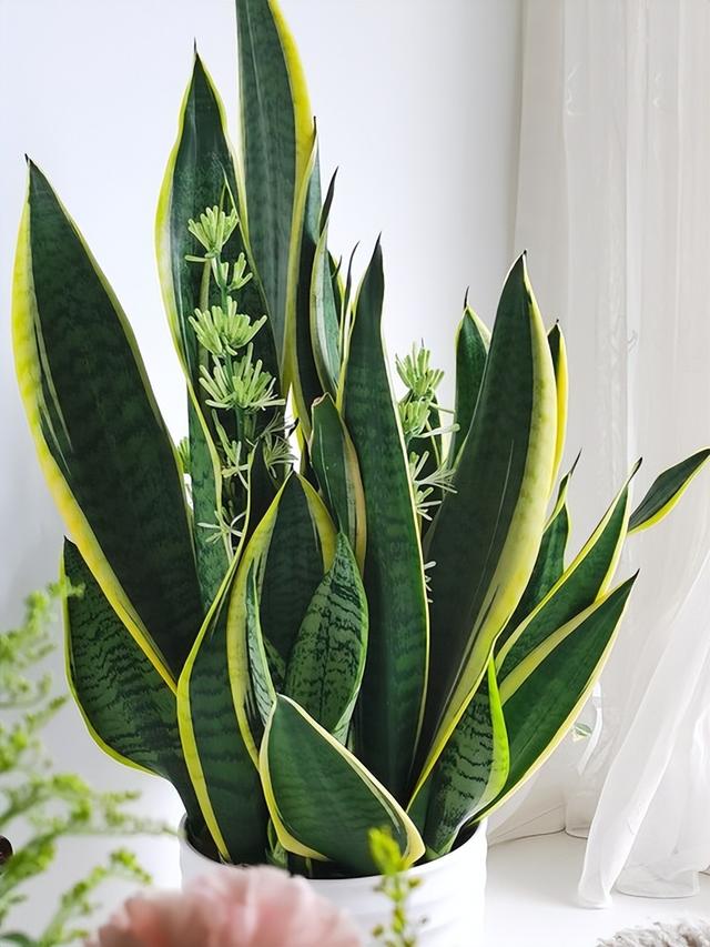 Hu Pilan of the "Town House", do a good job at 4 o'clock in spring, and ...