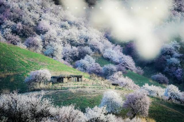 How beautiful is spring in Xinjiang?You will know after watching ...