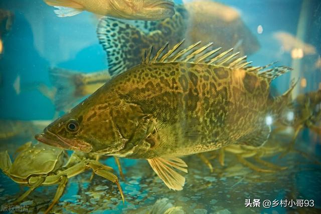 Breeding methods and prospects of sweet-scented osmanthus fish - iMedia