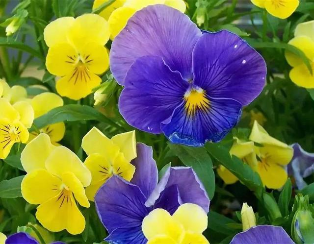 Abundant blooming Persian violets - iMedia
