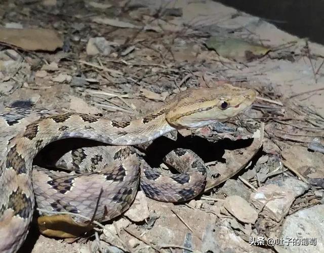 Is the five-step snake the original spearhead pit viper? - iMedia