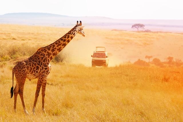 Giraffes - mythical beasts of Africa - iMedia