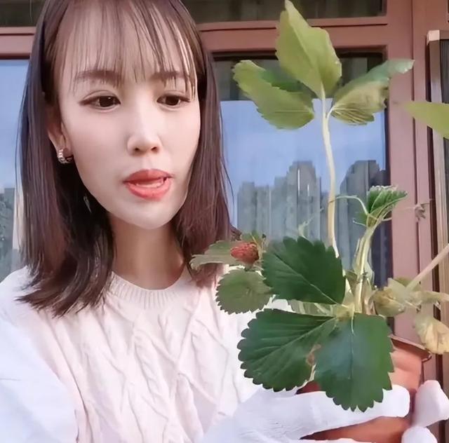 Today's big melon, it is revealed that Song Zhe has been released from ...