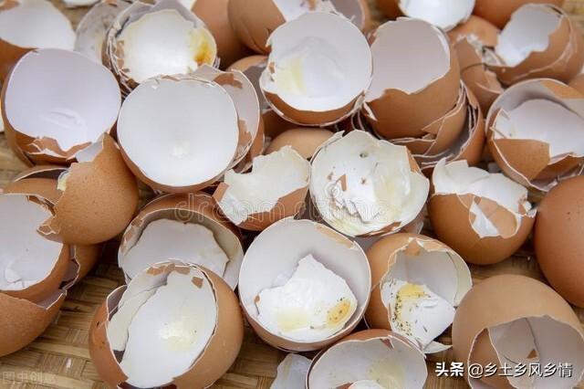 How to use egg shell water for vegetables, 2 ways to use, but also need ...