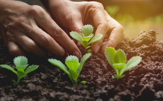 The most dangerous tree in the ecosystem, its sap is highly toxic - iMedia