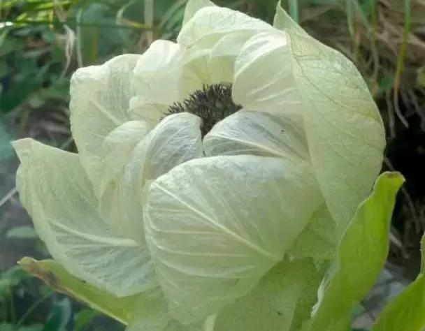 Snow lotus, exotic flower in the Western Regions - iMedia