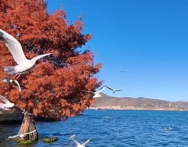 How to go to Dali in winter to spend less money and play comfortably ...