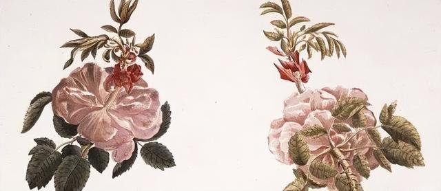 Master of Botany?Mineralogist?How much did Goethe love flowers? - iMedia