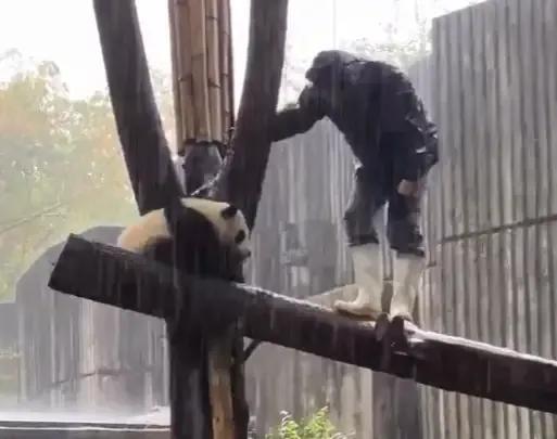 The giant panda does not go home when it rains, and starts a tug-of-war ...