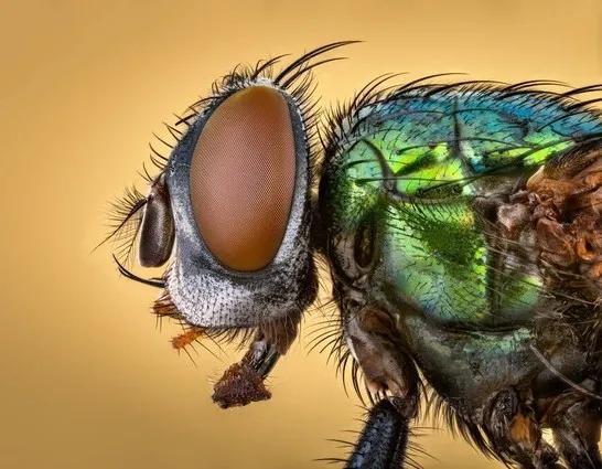 Flies have tongues on their legs - iMedia