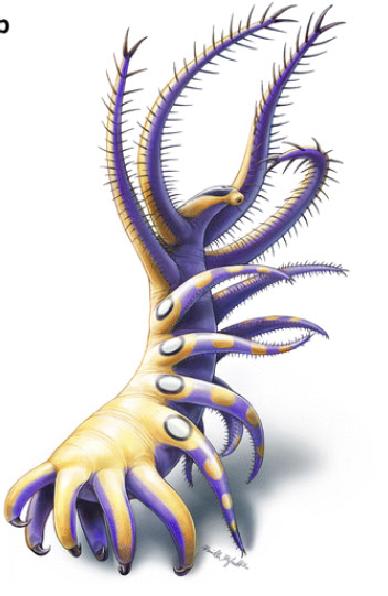 The cheering insects of the bizarre creatures of the Cambrian period ...